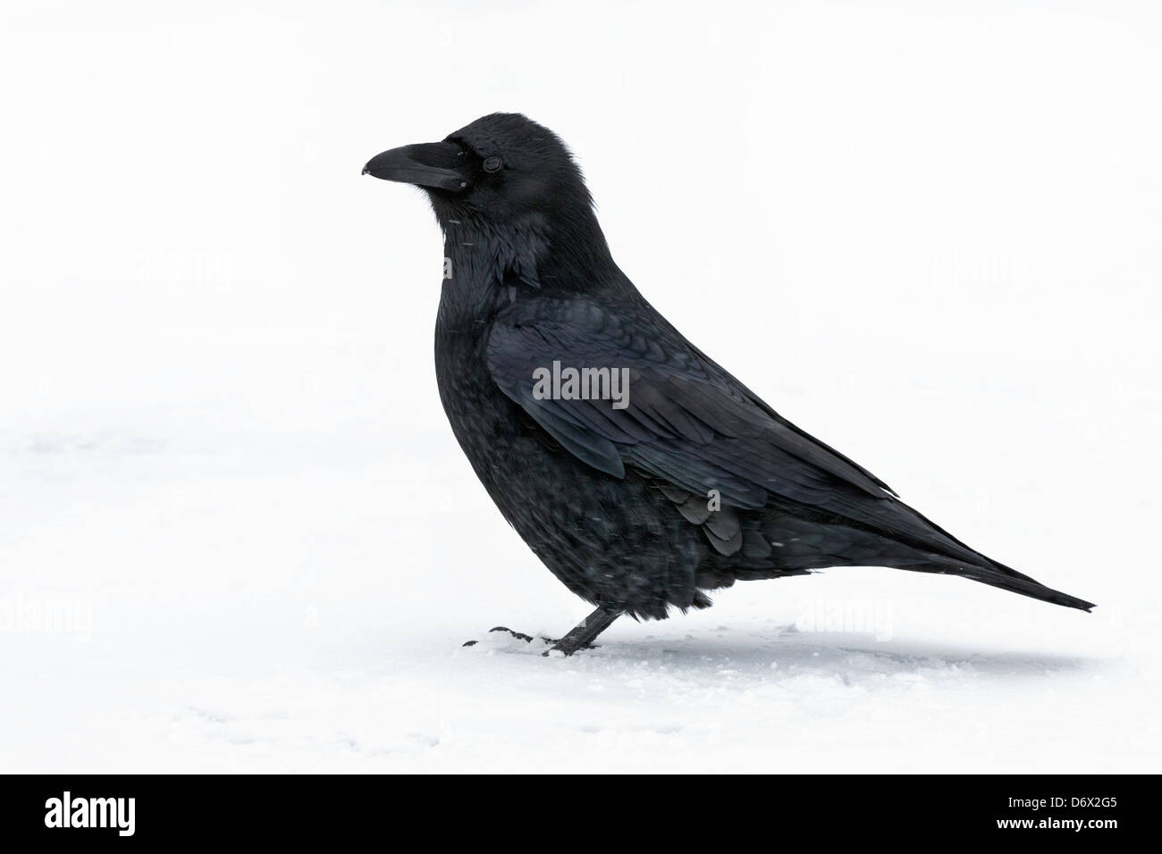 Raven alert Cut Out Stock Images & Pictures - Alamy