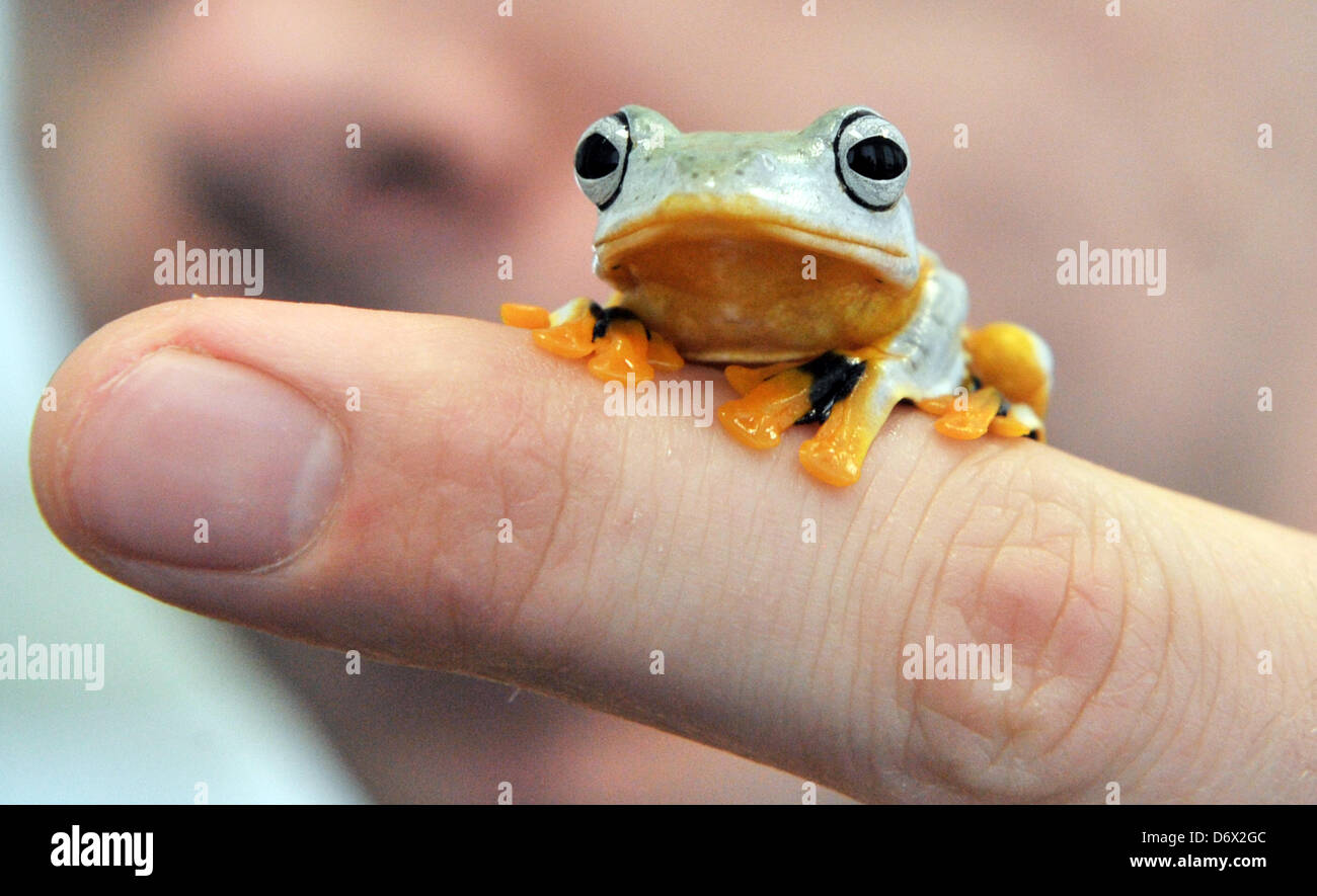 A living green flying frog (Rhacophorus reinwardtii) is presented at ...