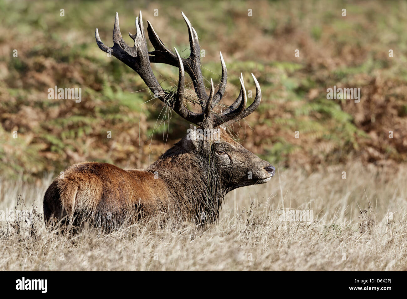 Red Deer Stag Stock Photo - Alamy
