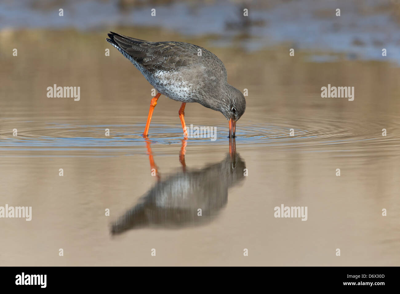 Redshank reflection hi-res stock photography and images - Alamy