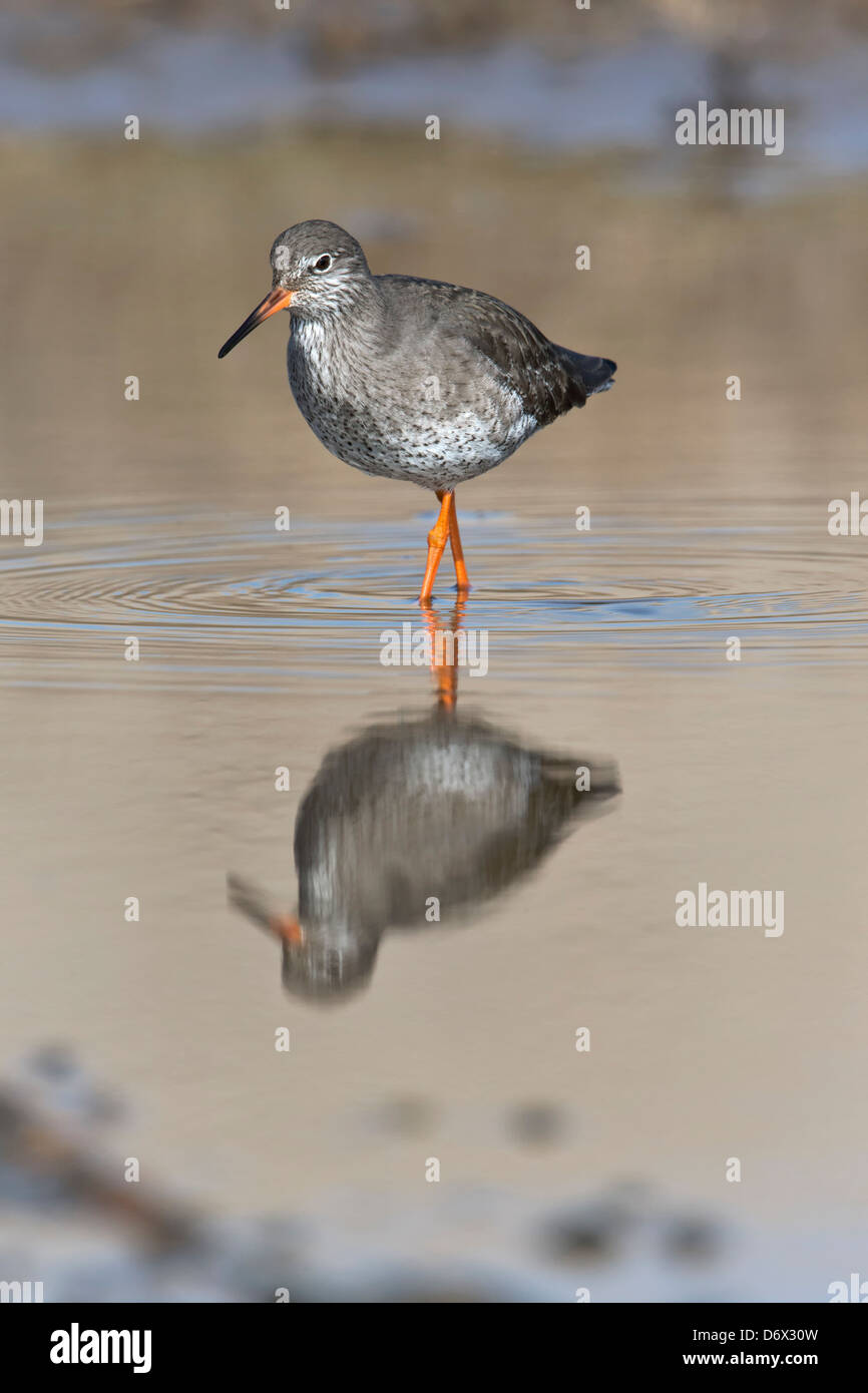 Redshank reflection hi-res stock photography and images - Alamy