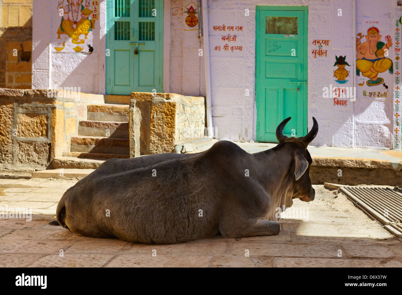 Street scene, cow on the street, Jaisalmer, Rajasthan State, India ...