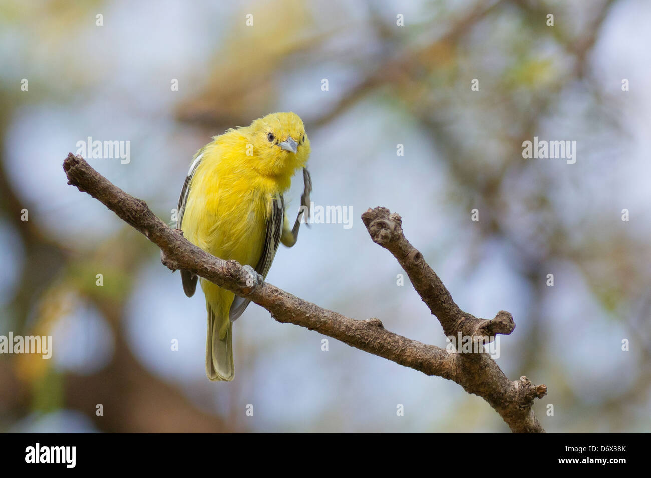Common Iora (Aegithina tiphia) Female, scratching Stock Photo - Alamy