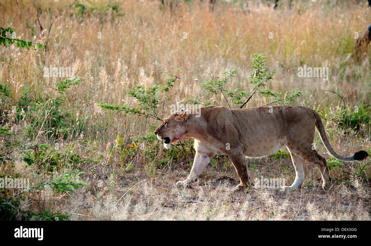 Lion blood hi-res stock photography and images - Alamy