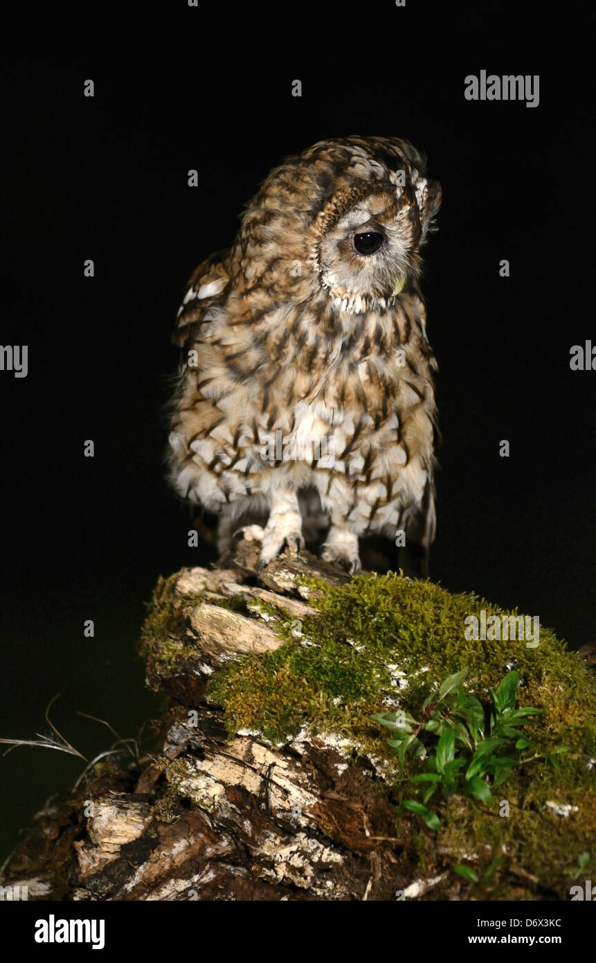 Owl owls hi-res stock photography and images - Alamy