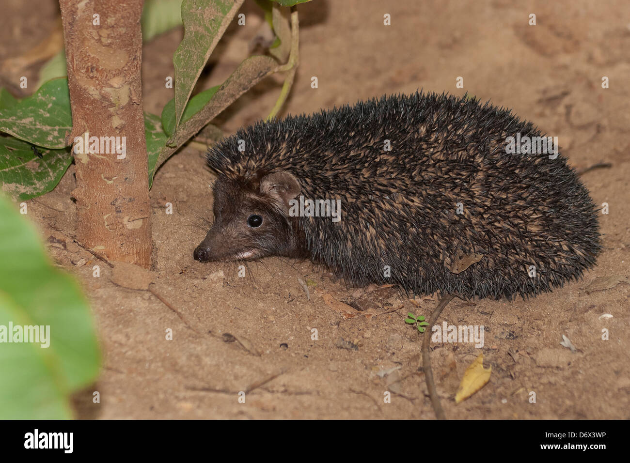 Indian long eared hi-res stock photography and images - Alamy