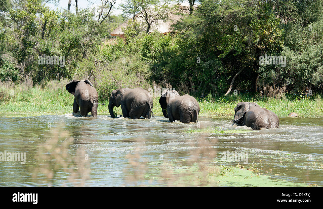 Four elephants in the lake at Antelope park, Zimbabwe Stock Photo - Alamy