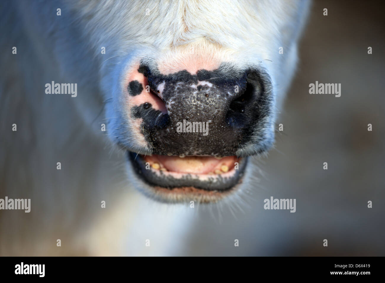 Wet nose hi-res stock photography and images - Alamy