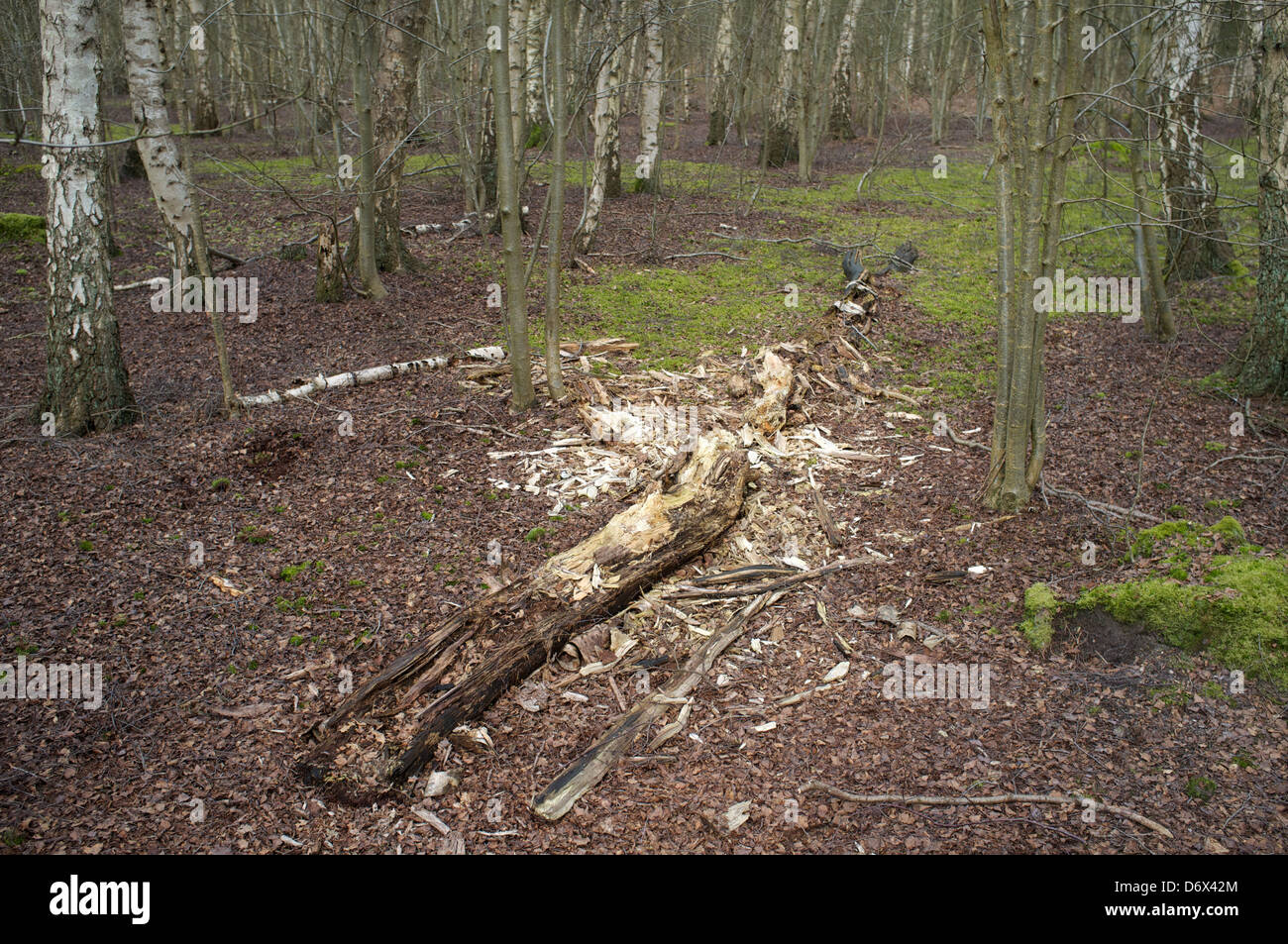 Rotting tree trunk, Rendlesham forest, Suffolk UK Stock Photo - Alamy