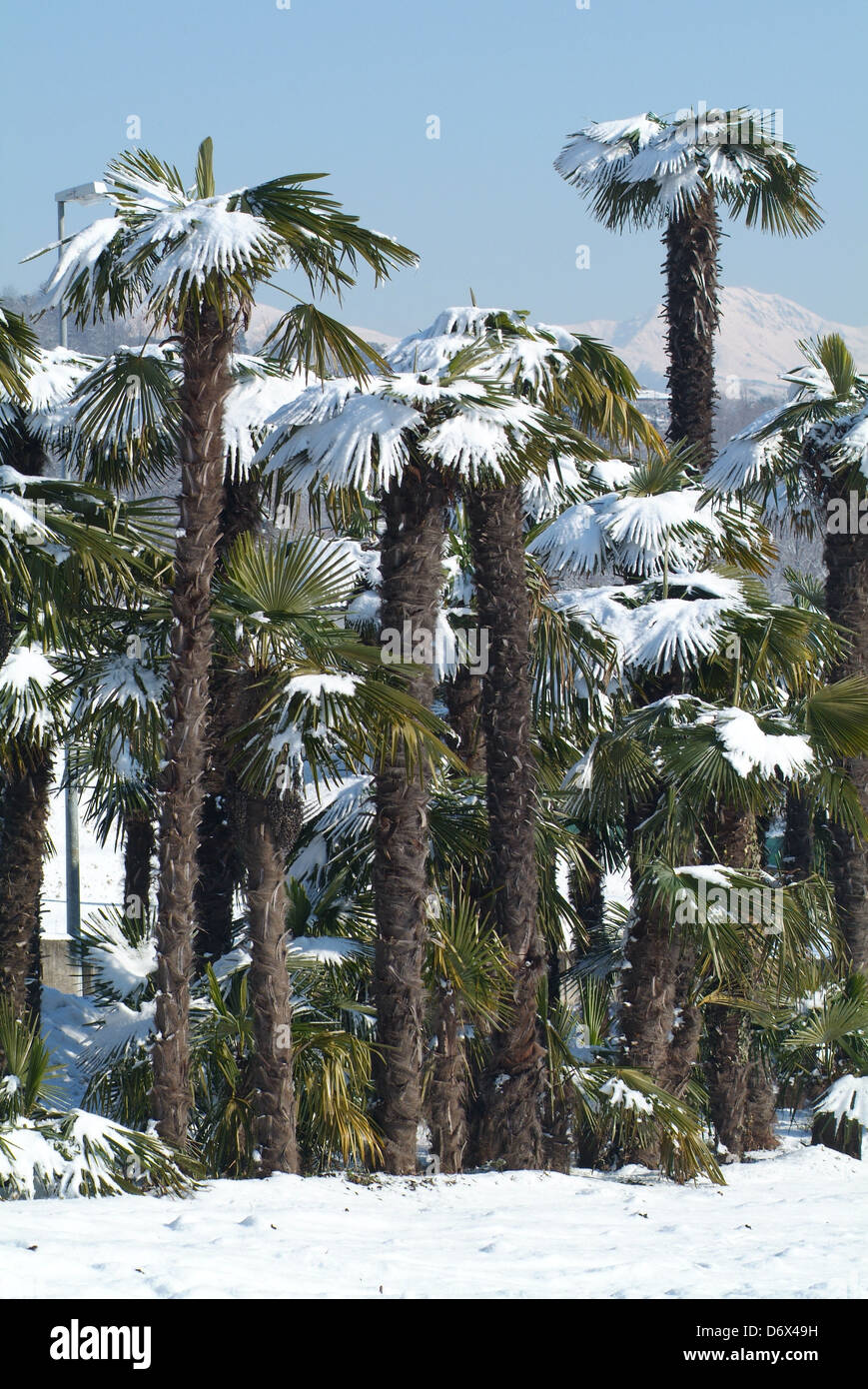 Palmtree with snow on it Stock Photo - Alamy