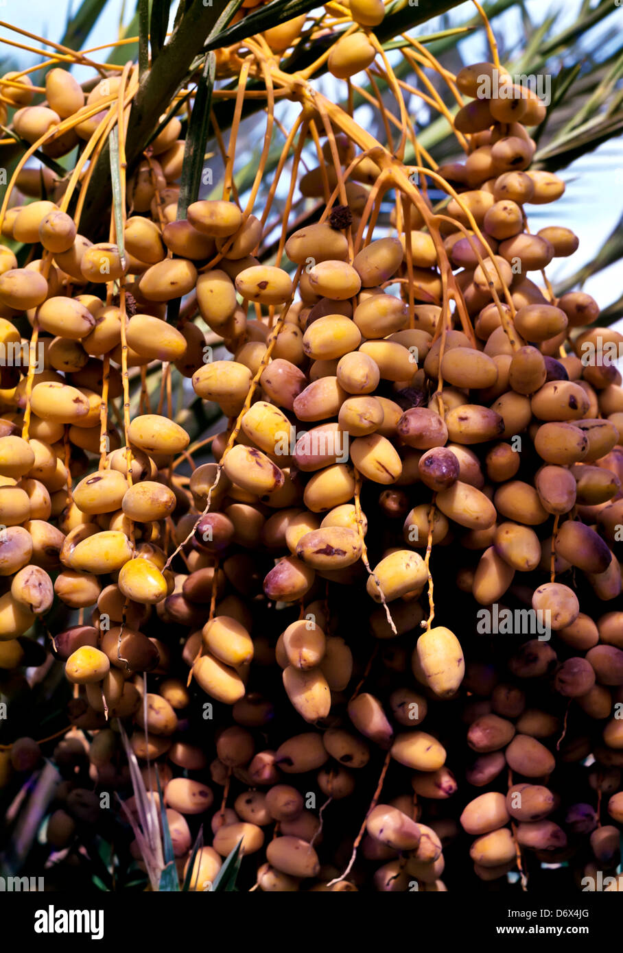 8542. Dates growing, Morocco Stock Photo - Alamy