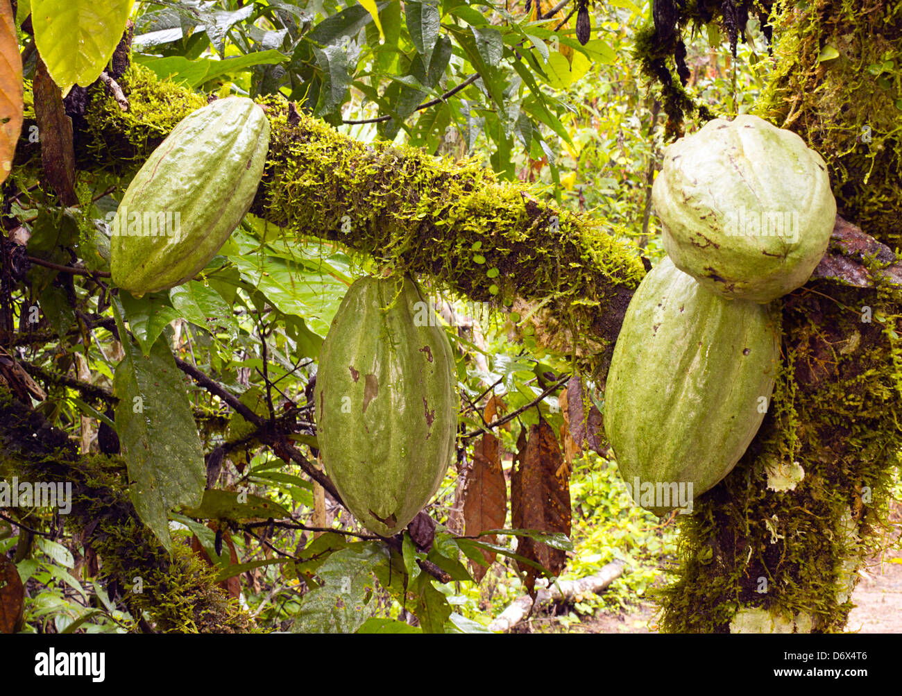 Cocoa pods (Theobroma cacao). This is the native "Cacao Nacional ...