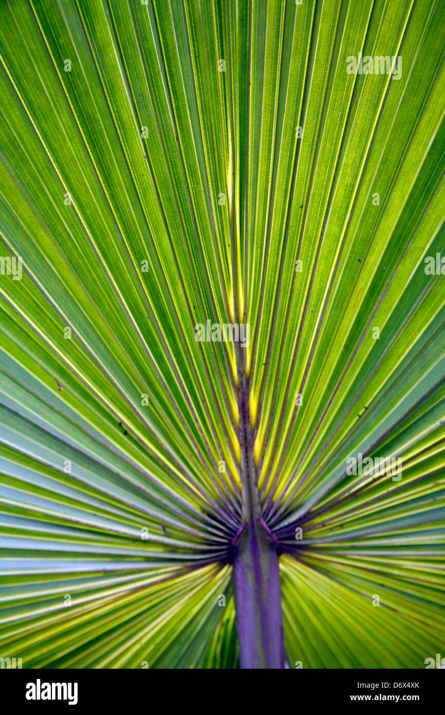 Fan shaped leave hi-res stock photography and images - Alamy