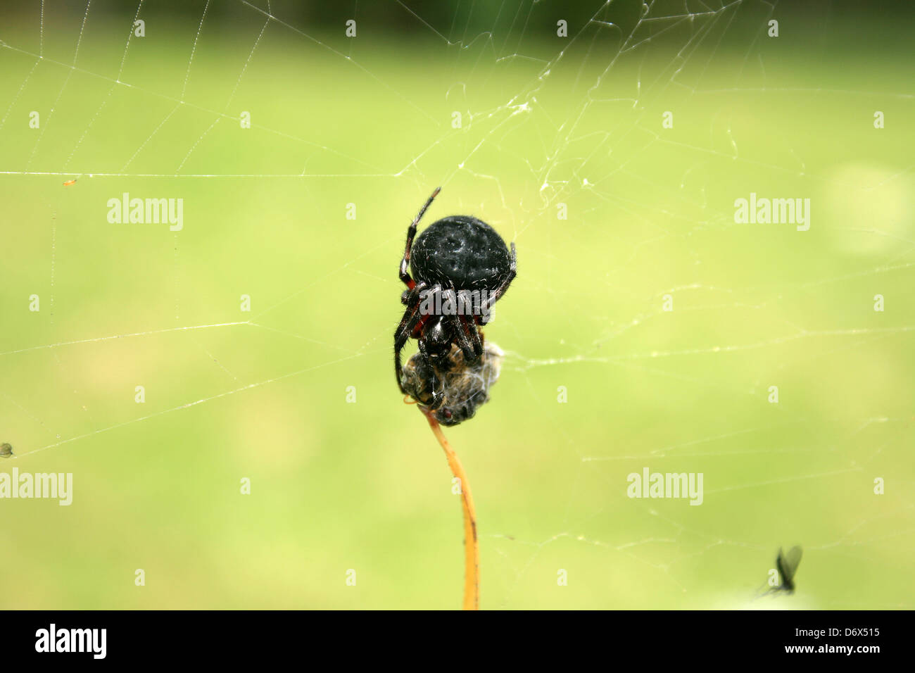 An Orb Weaver Spider wrapping its prey in silk in its web in Cotacachi ...