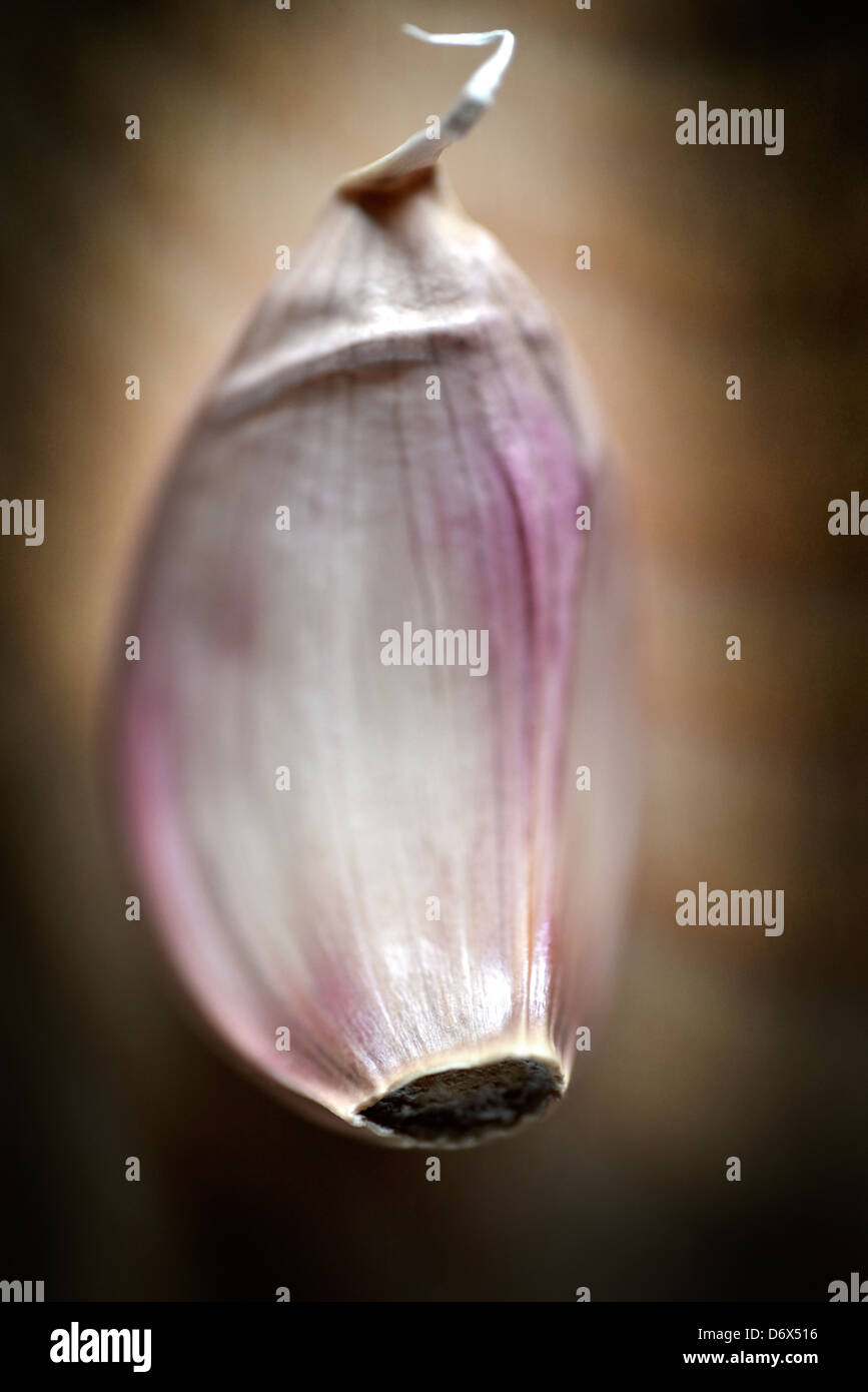 A close up photograph of a single clove of garlic Stock Photo - Alamy