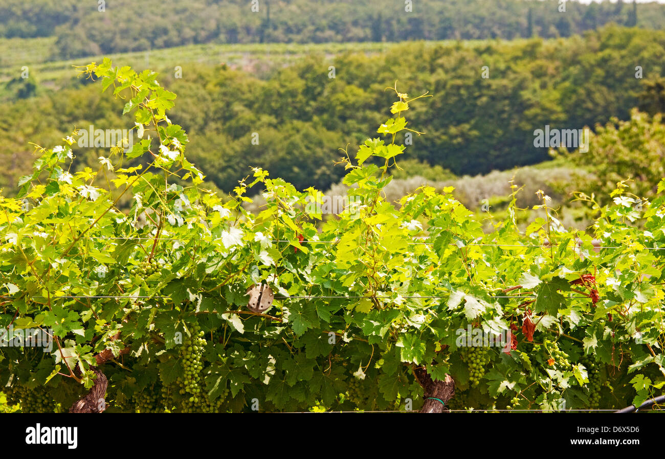 Grapevines and hills of Valpolicella region, Italy Stock Photo - Alamy
