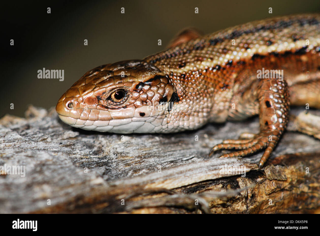 A common lizard Stock Photo - Alamy