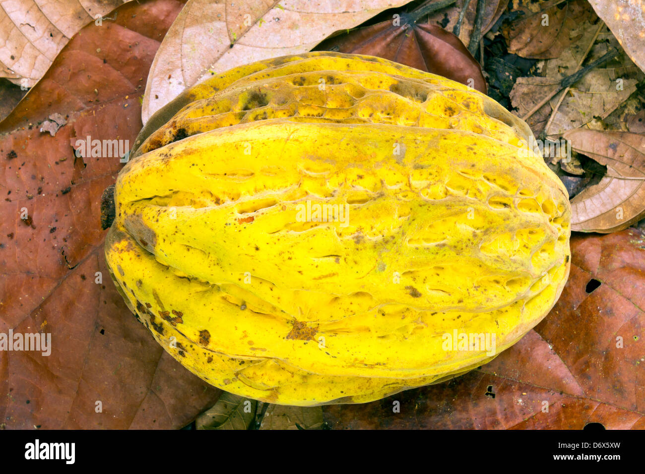 Pod of Theobroma bicolor. A wild cacao not grown commercially but used ...