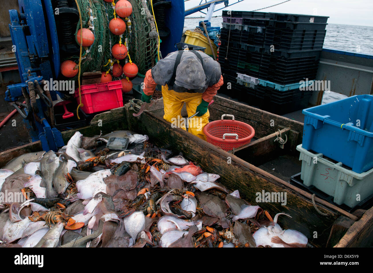 Fisherman sorts catch of Atlantic Cod fish (Gadus morhua), Yellowtail ...