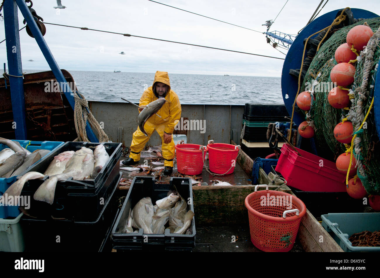 Atlantic Cod Fishing High Resolution Stock Photography and Images - Alamy