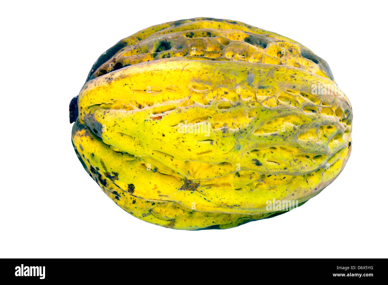 Jaguar amazon rainforest hi-res stock photography and images - Alamy