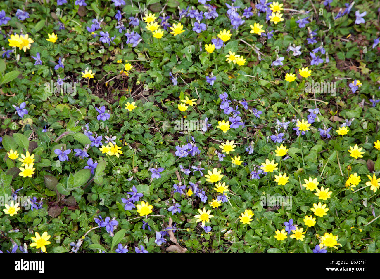 Cornish field hi-res stock photography and images - Alamy