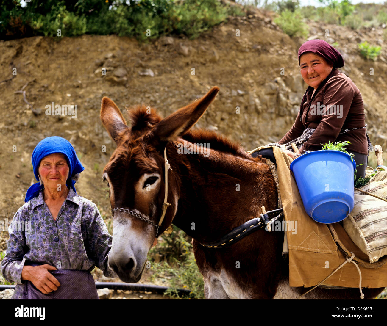 Donkey cyprus hi-res stock photography and images - Alamy