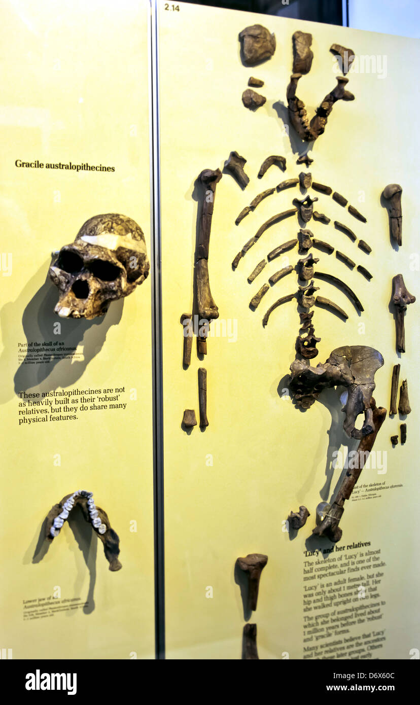 8577. Lucy skeleton, Australopithicus, Natural History Museum, London ...