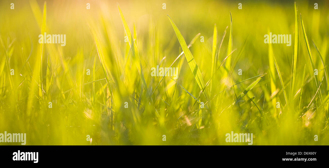 Long sunlit meadow grass. Scotland,UK Stock Photo - Alamy