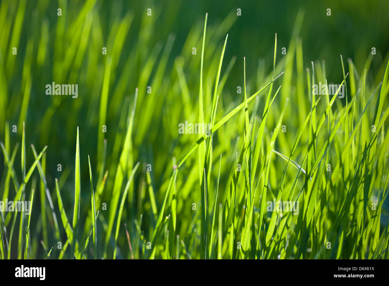 Grass low perspective hi-res stock photography and images - Alamy