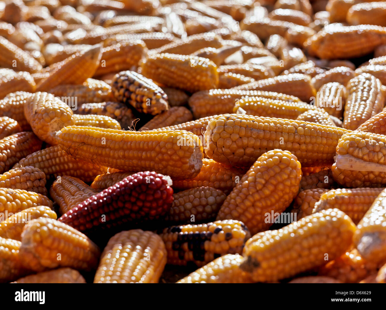 8581. Maize, Morocco Stock Photo - Alamy