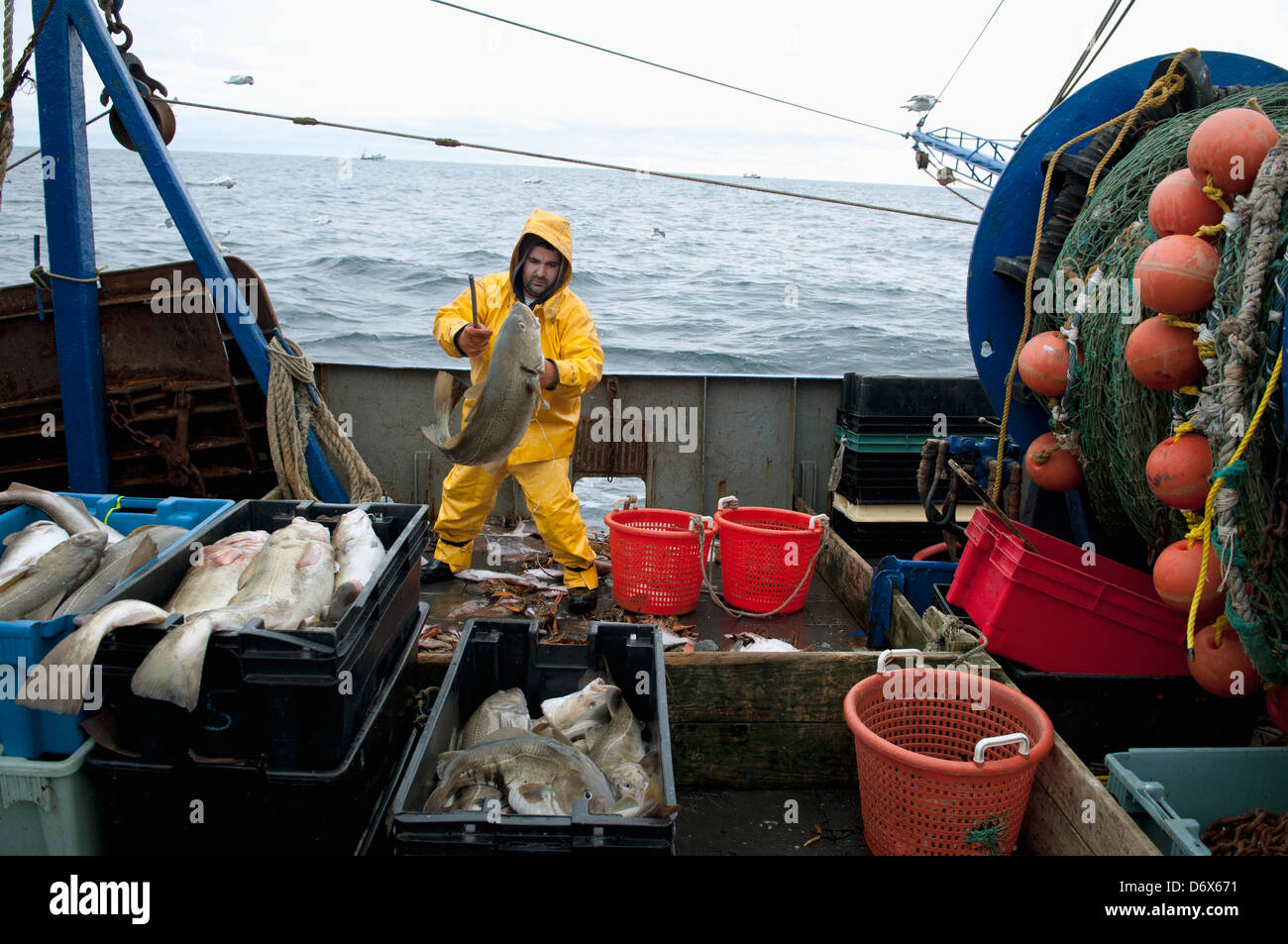 Fisherman sorts catch of Atlantic Cod fish (Gadus morhua) on deck of ...