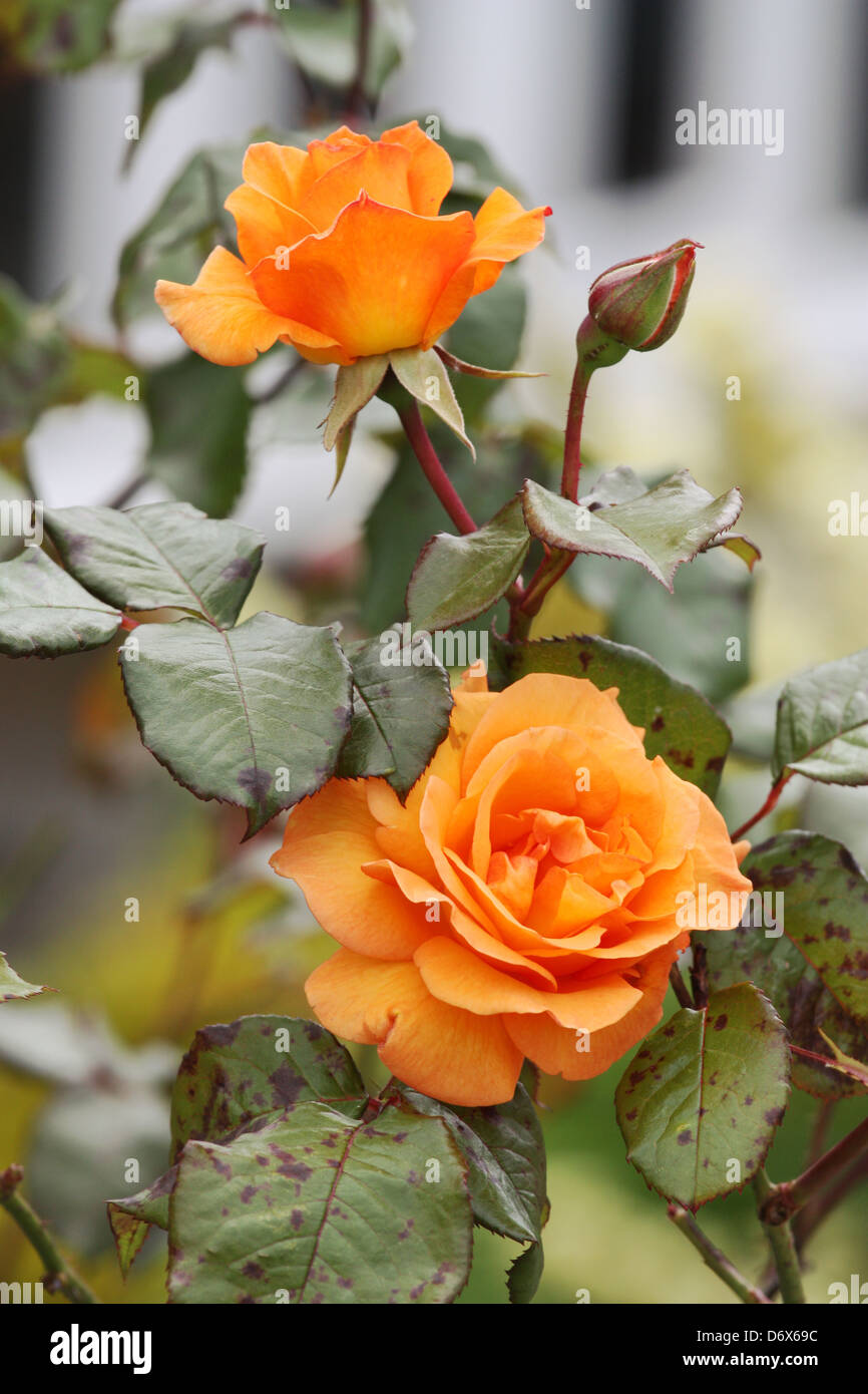 Orange rose flowers plant Stock Photo - Alamy