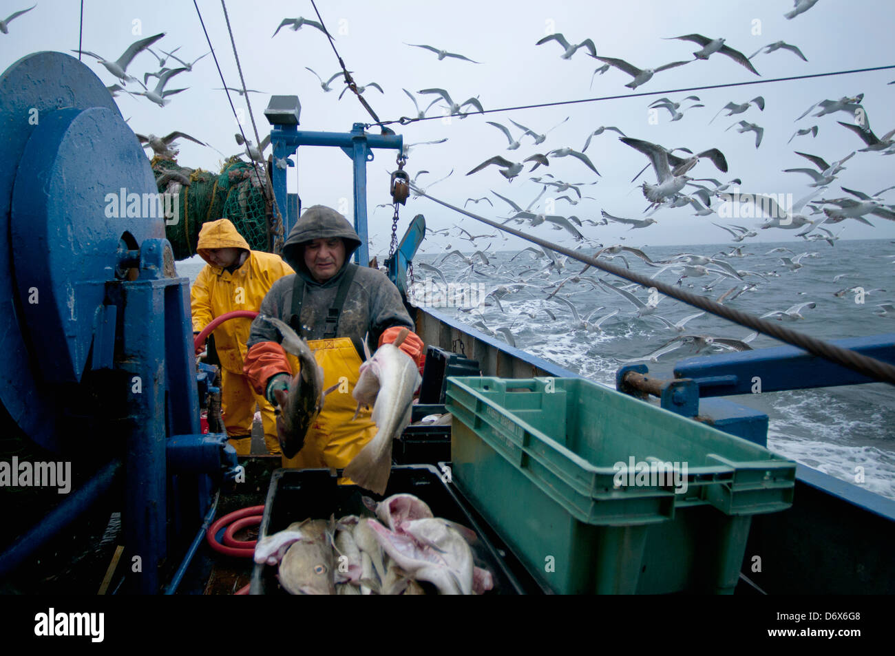 Fishermen clean Atlantic Cod fish (Gadus morhua) on deck of fishing ...