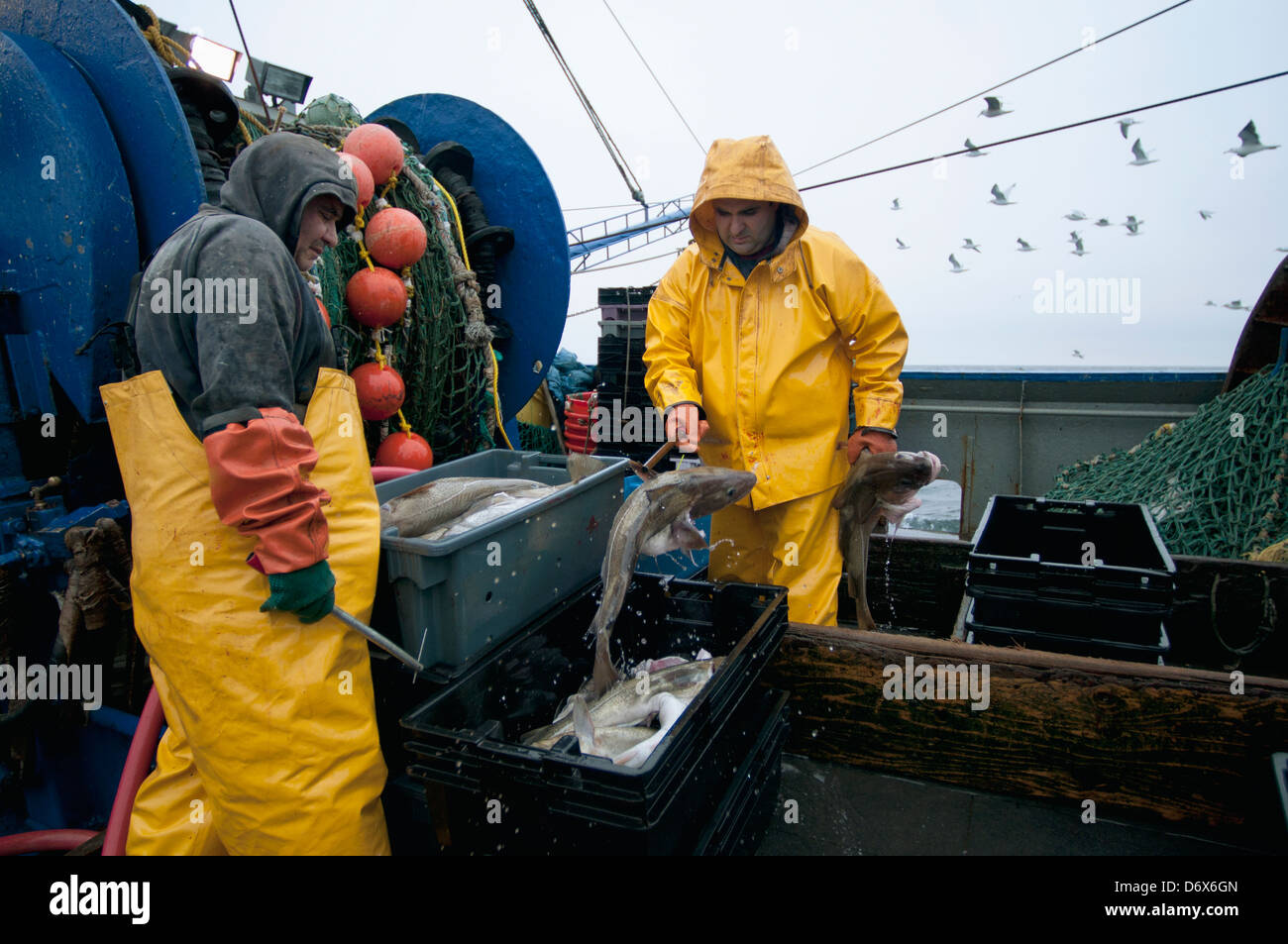 Fishermen clean Atlantic Cod fish (Gadus morhua) on deck of fishing ...