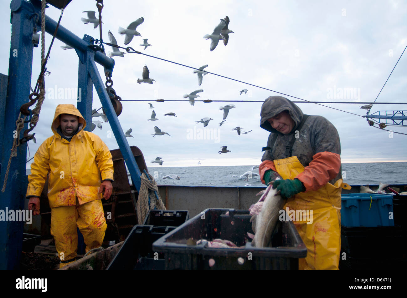 Fishermen clean Atlantic Cod fish (Gadus morhua) on deck of fishing ...