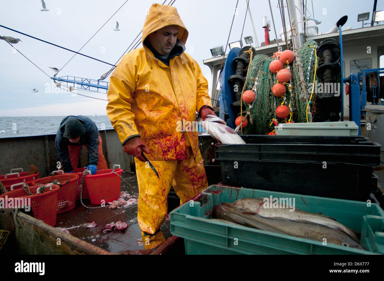Fishermen clean Atlantic Cod fish (Gadus morhua) on deck of fishing ...