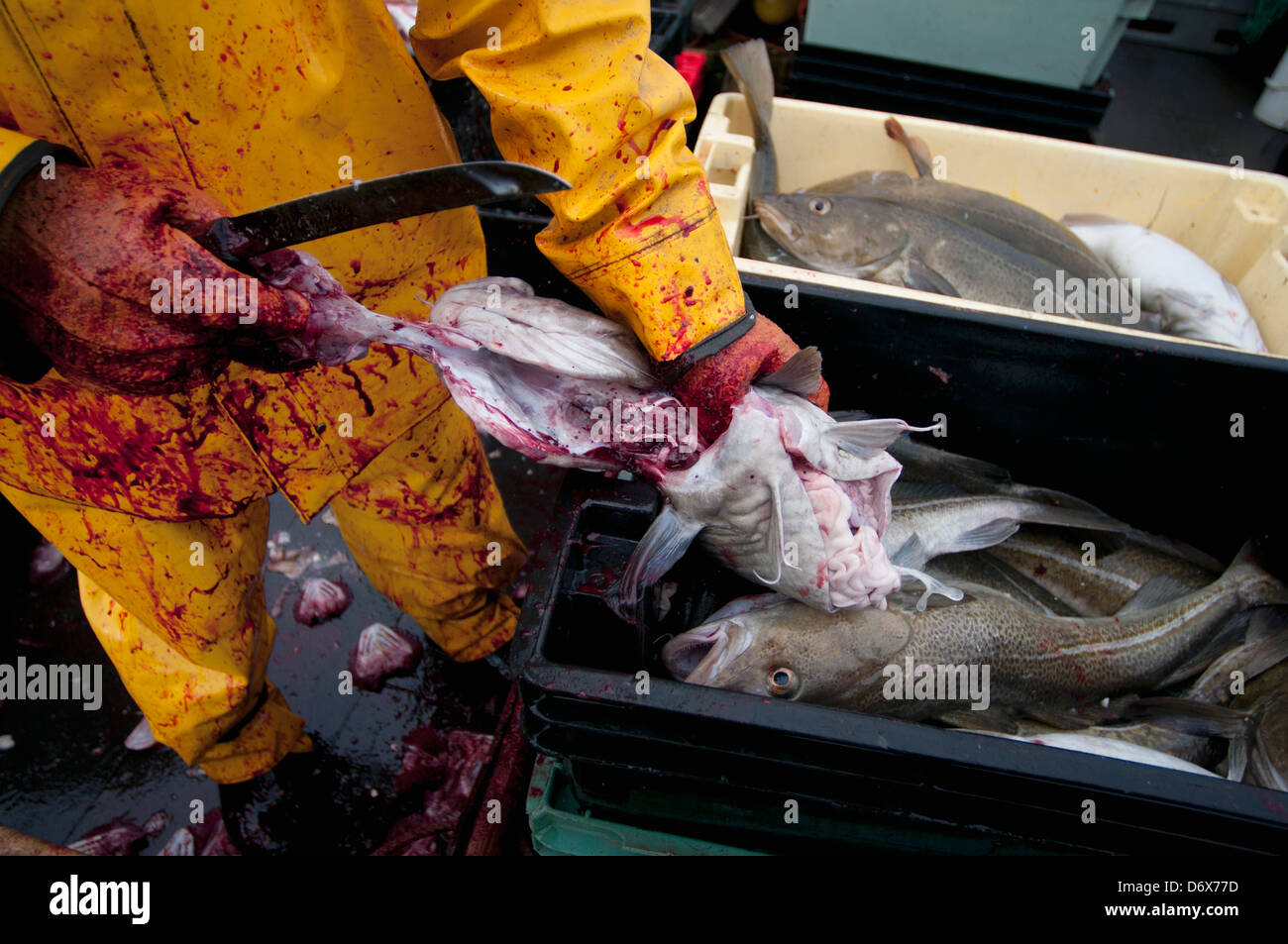 Fisherman cleans Atlantic Cod fish (Gadus morhua) on deck of fishing ...
