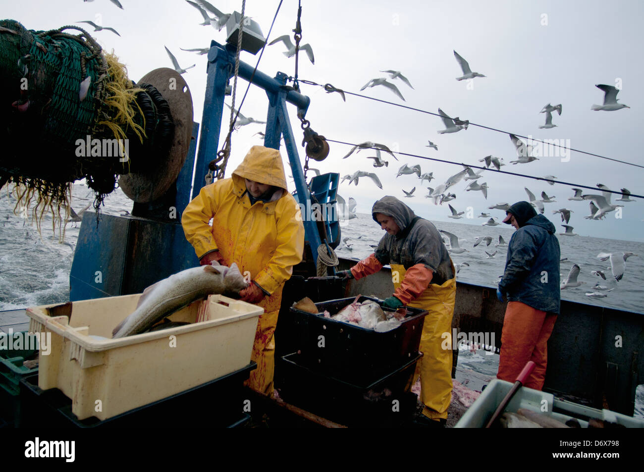 Fishermen clean Atlantic Cod fish (Gadus morhua) on deck of fishing ...