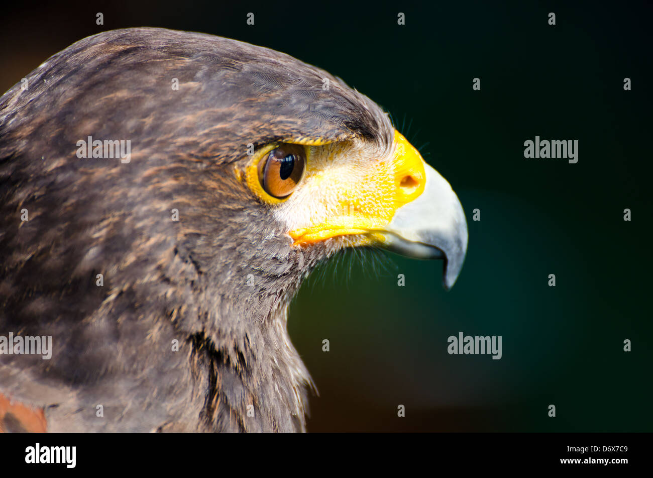 Eyes expression of Red Tailed Hawk Stock Photo - Alamy