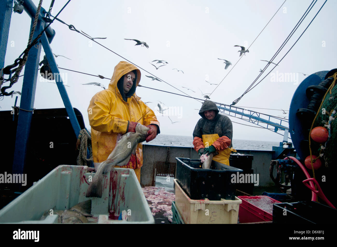Fishermen clean Atlantic Cod fish (Gadus morhua) on deck of fishing ...