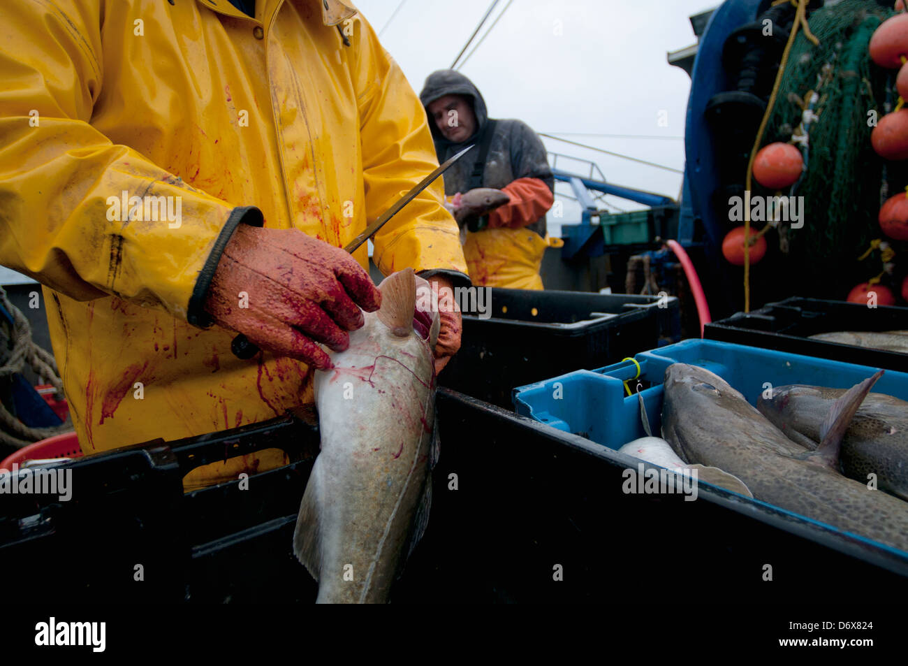 Fisherman cleans fish on fishing hi-res stock photography and images ...