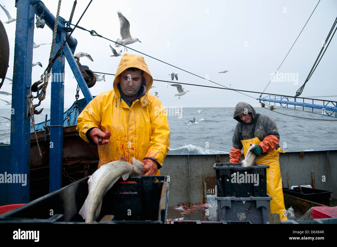 Fishermen clean Atlantic Cod fish (Gadus morhua) on deck of fishing ...
