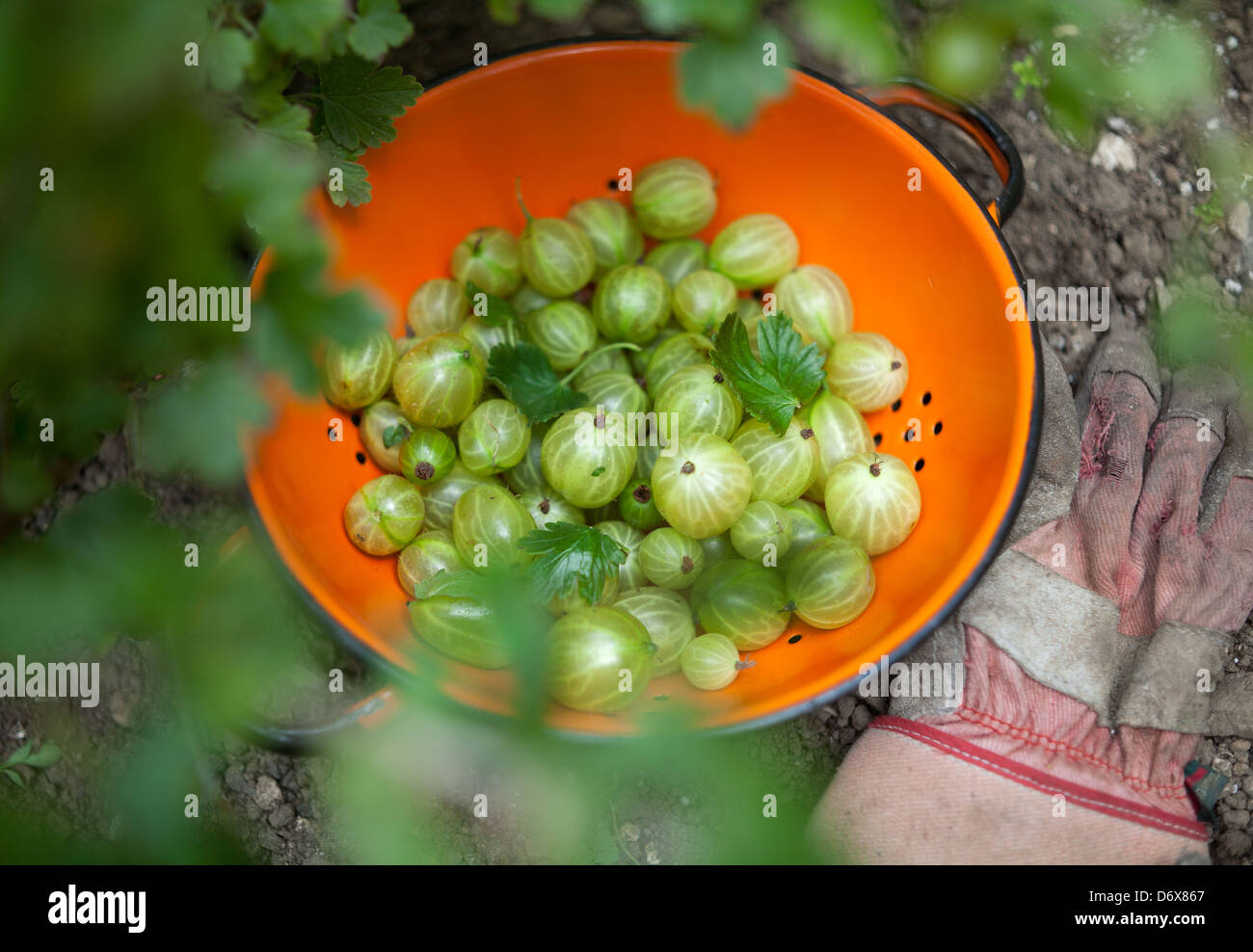 Gooseberry plant container hi-res stock photography and images - Alamy