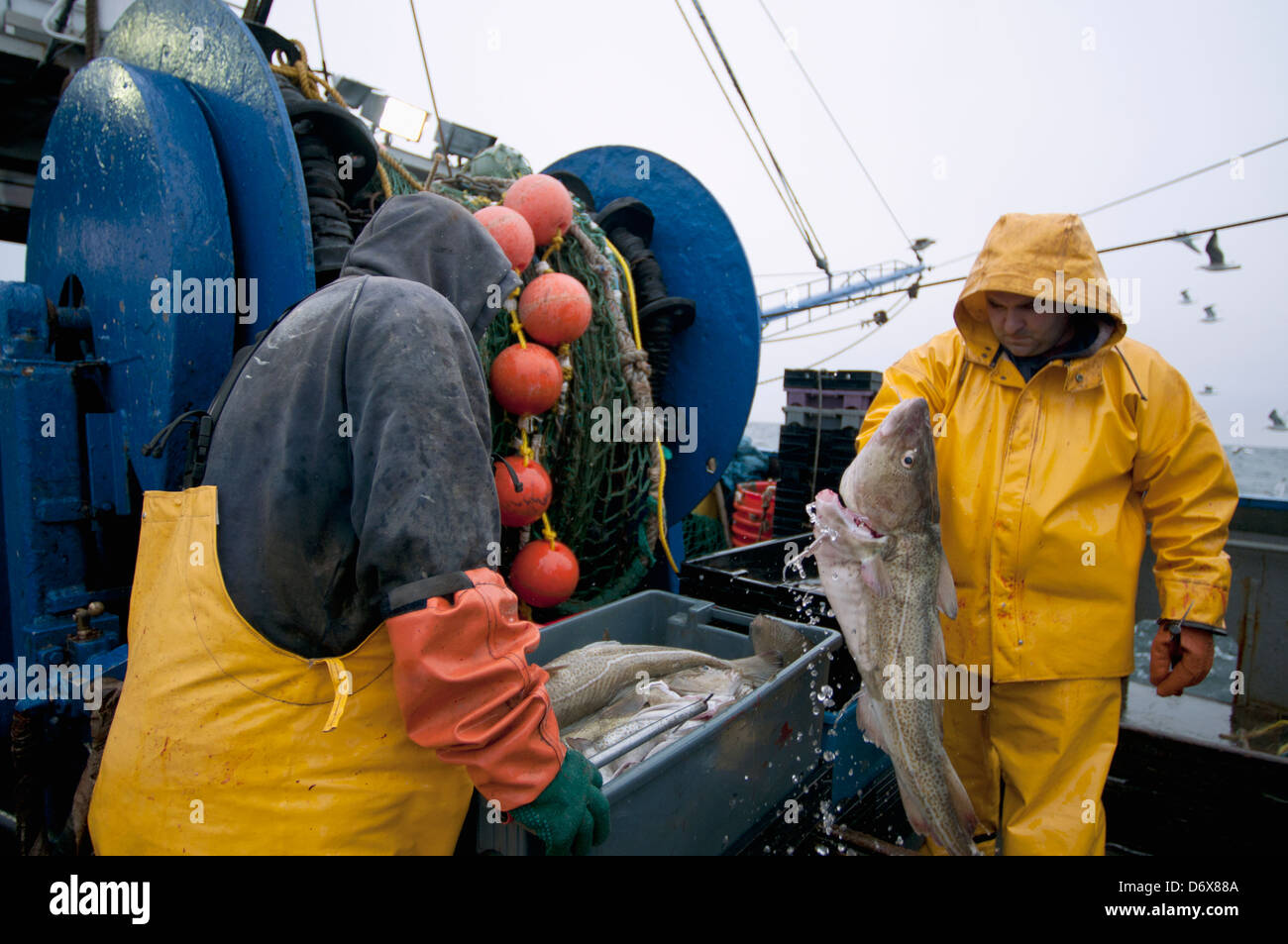 Fishermen clean Atlantic Cod fish (Gadus morhua) on deck of fishing ...