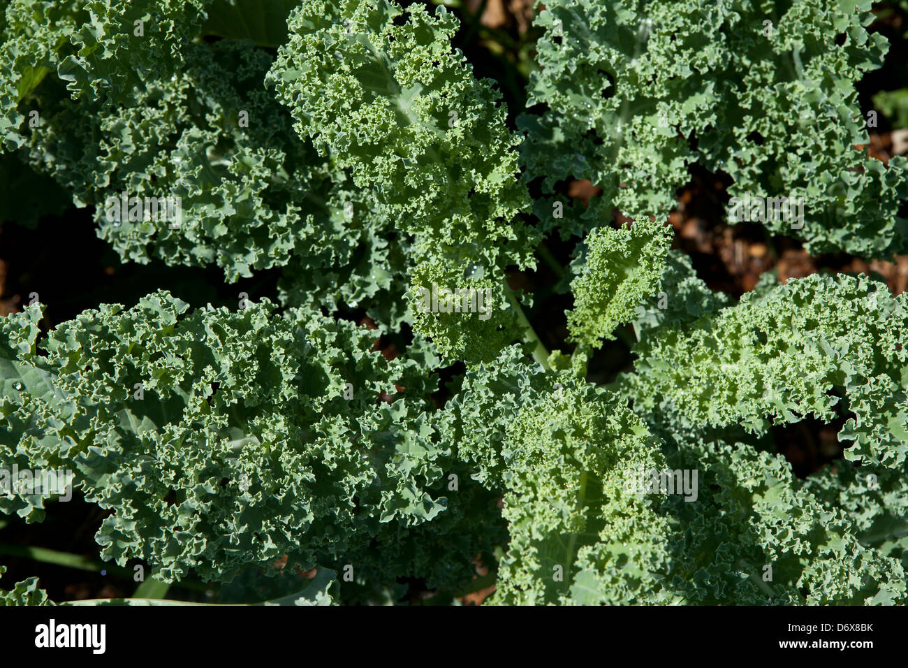 kale in garden Stock Photo - Alamy
