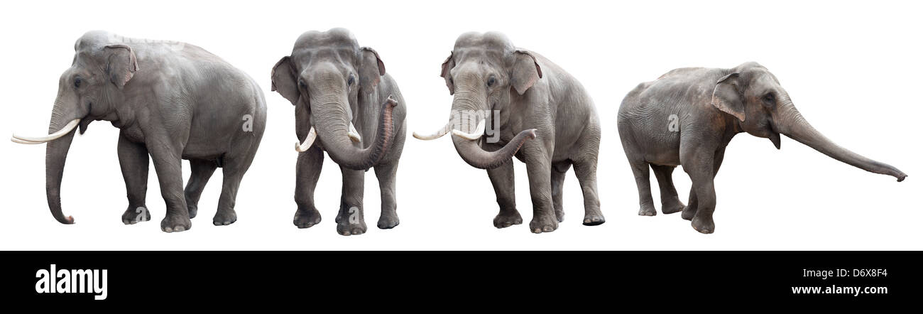 Elephants collection isolated on white Stock Photo - Alamy