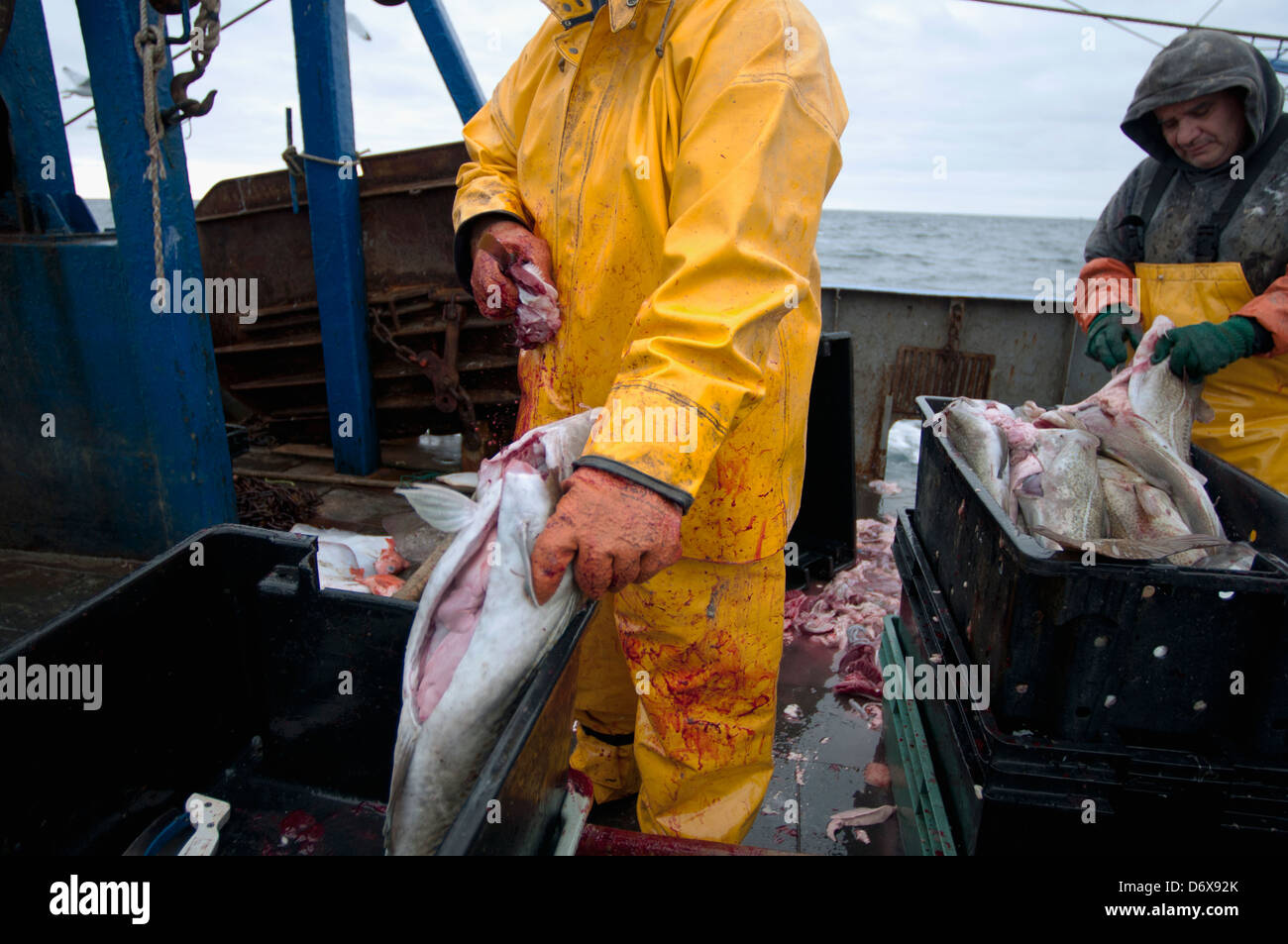 Fishermen clean Atlantic Cod fish (Gadus morhua) on deck of fishing ...