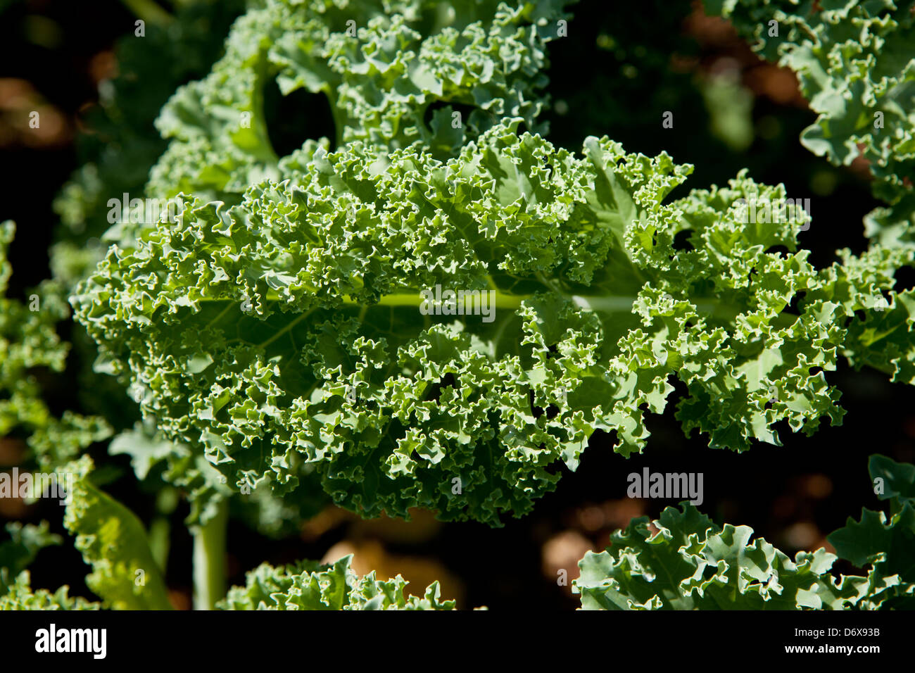 kale in garden Stock Photo - Alamy