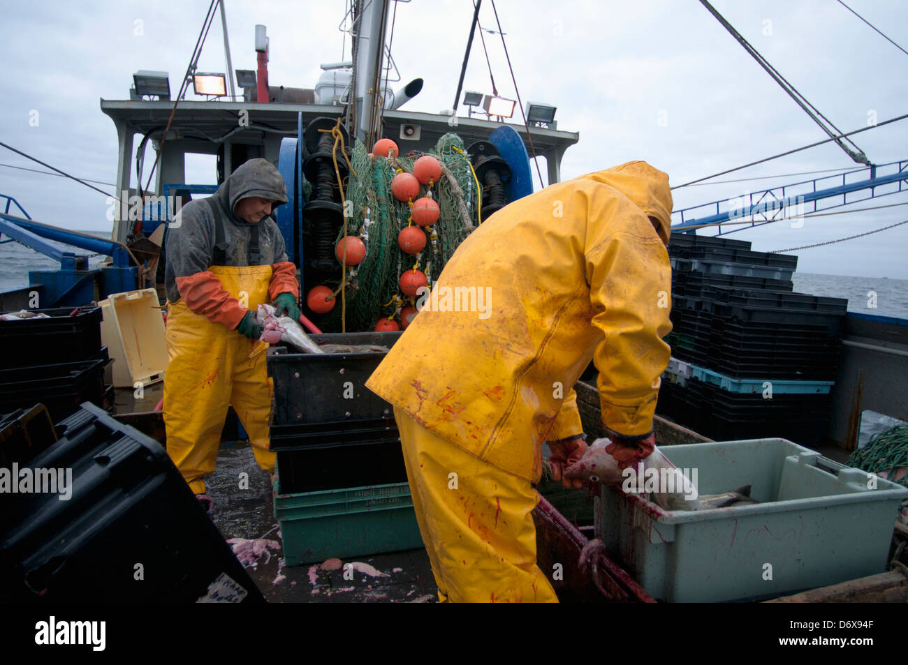 Fishermen clean Atlantic Cod fish (Gadus morhua) on deck of fishing ...